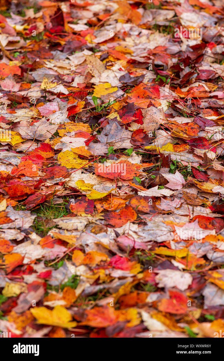 Wood floor with leaves hi-res stock photography and images - Alamy