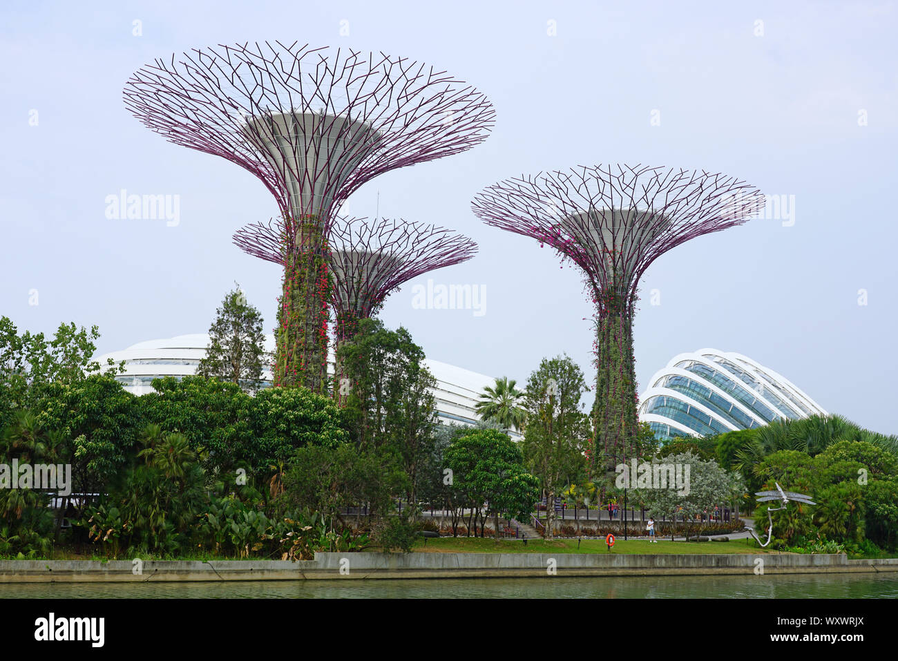 SINGAPORE -25 AUG 2019- View of the Supertree Grove, man-made metal ...
