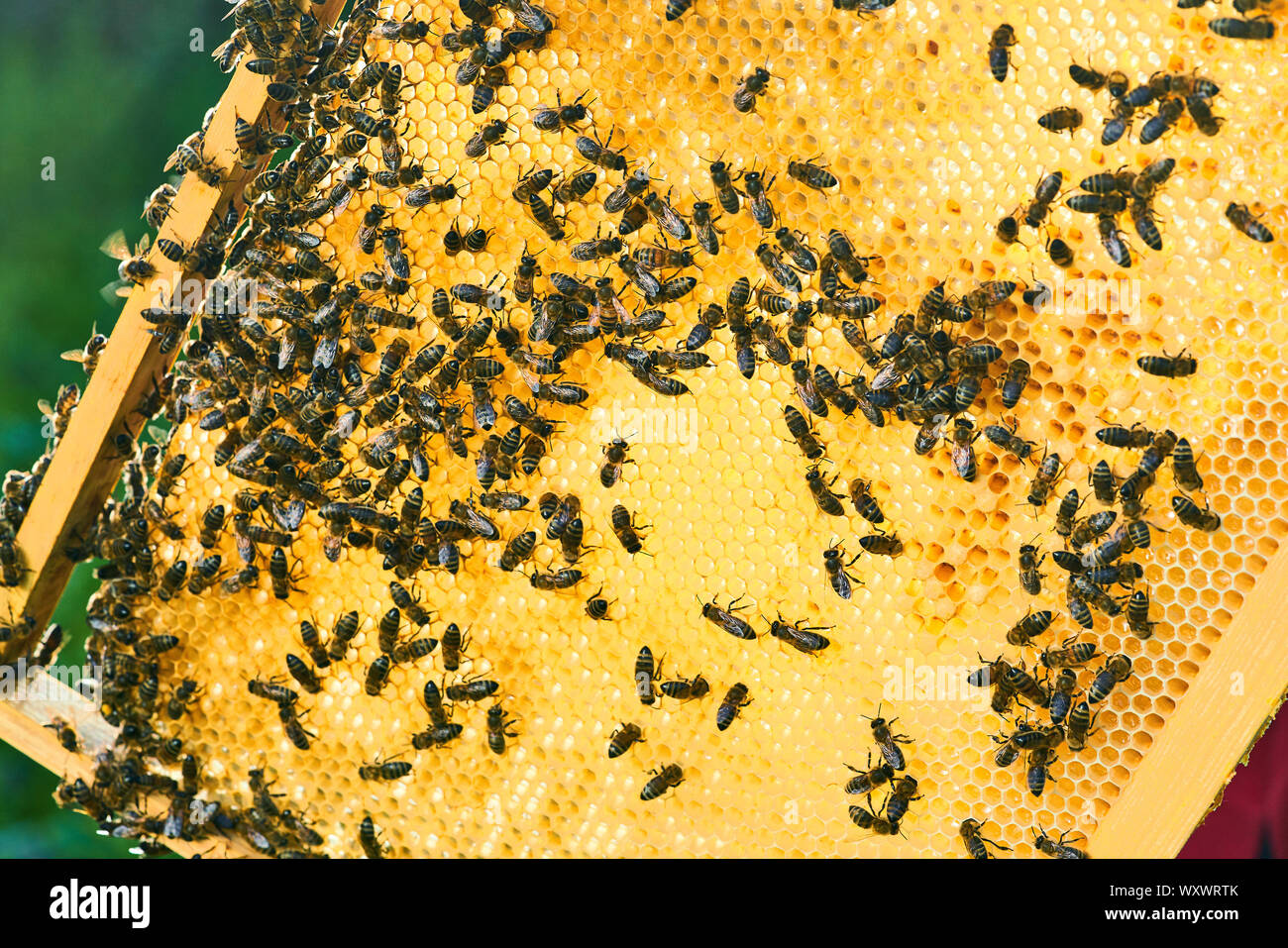 Close up view of the working bees on the honeycomb with sweet honey ...
