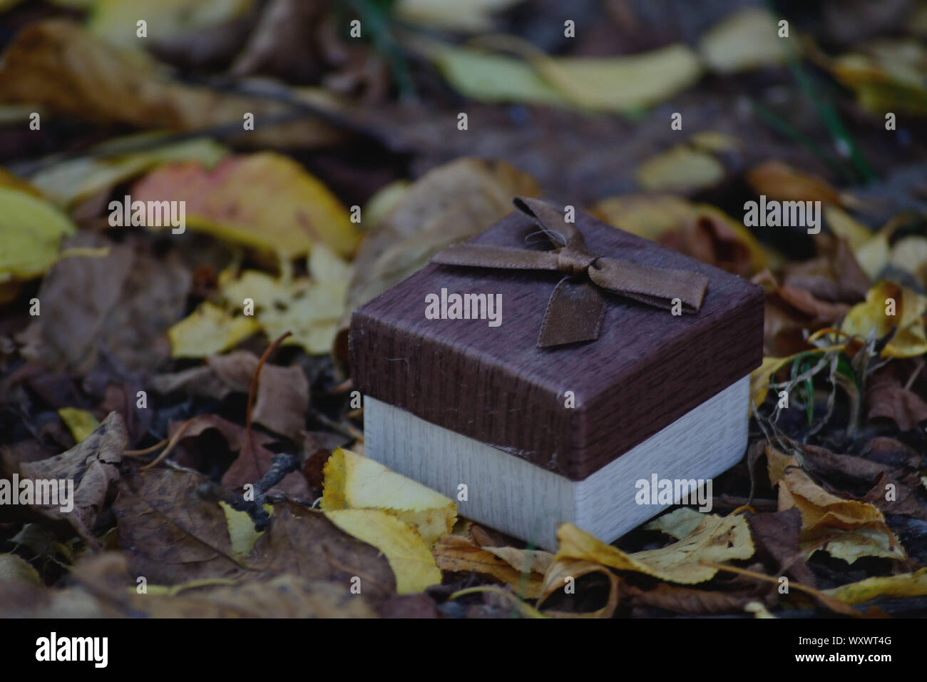 Leaves and ribbon hi-res stock photography and images - Alamy