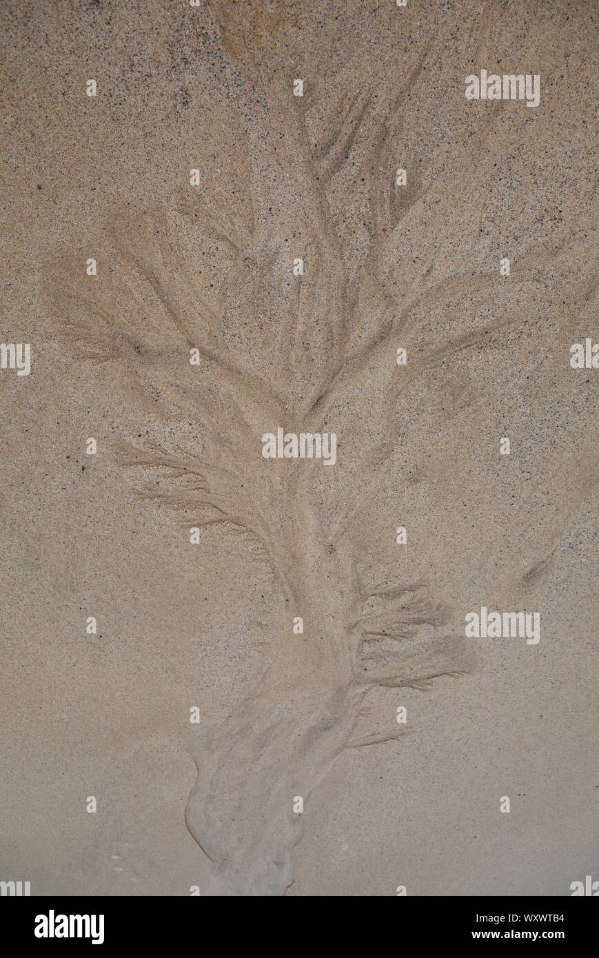 Sand Patterns (Diseños naturales en la arena). Dhail Mor Beach. Lewis ...