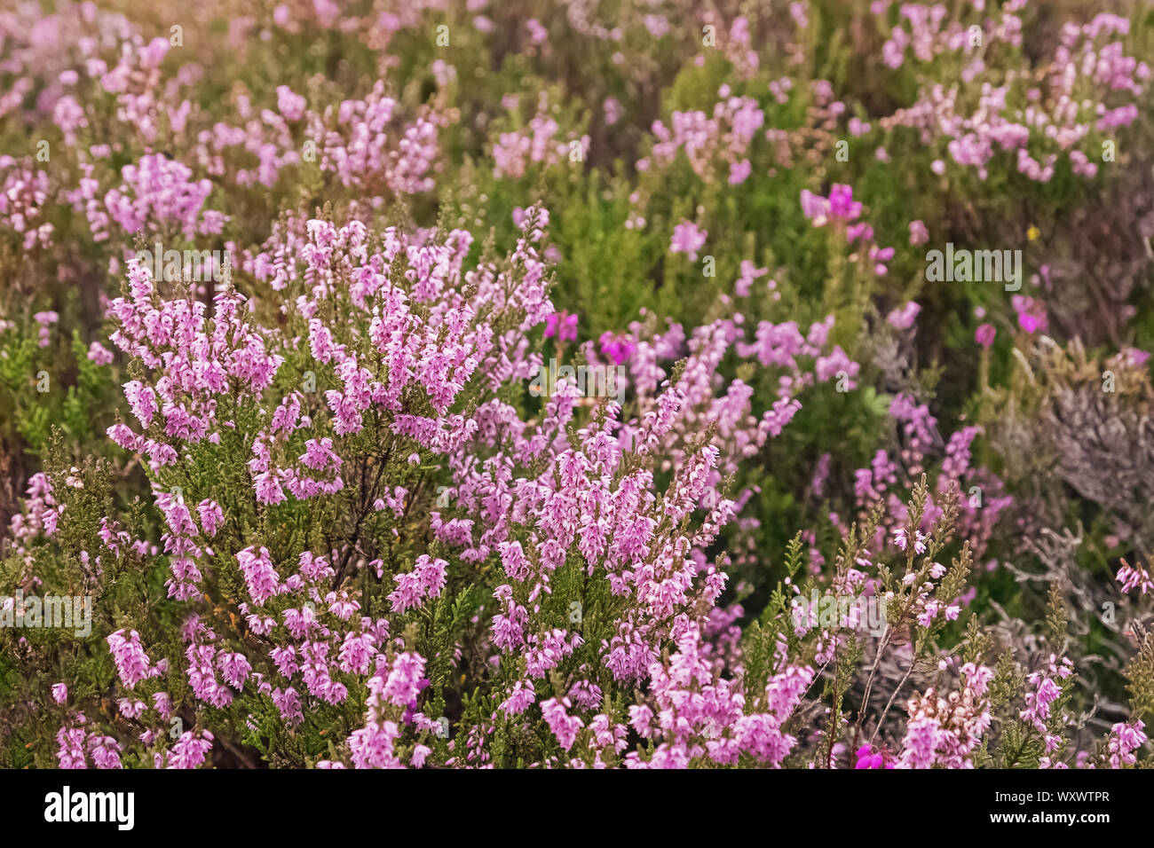 Beautiful heather hi-res stock photography and images - Alamy