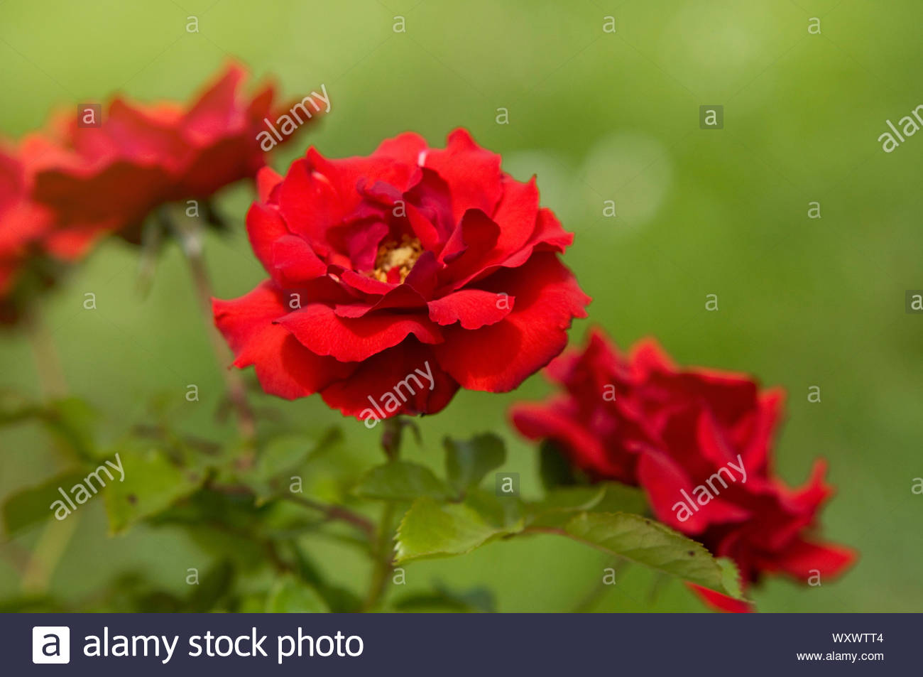 Red Climbing Rose High Resolution Stock Photography and Images - Alamy