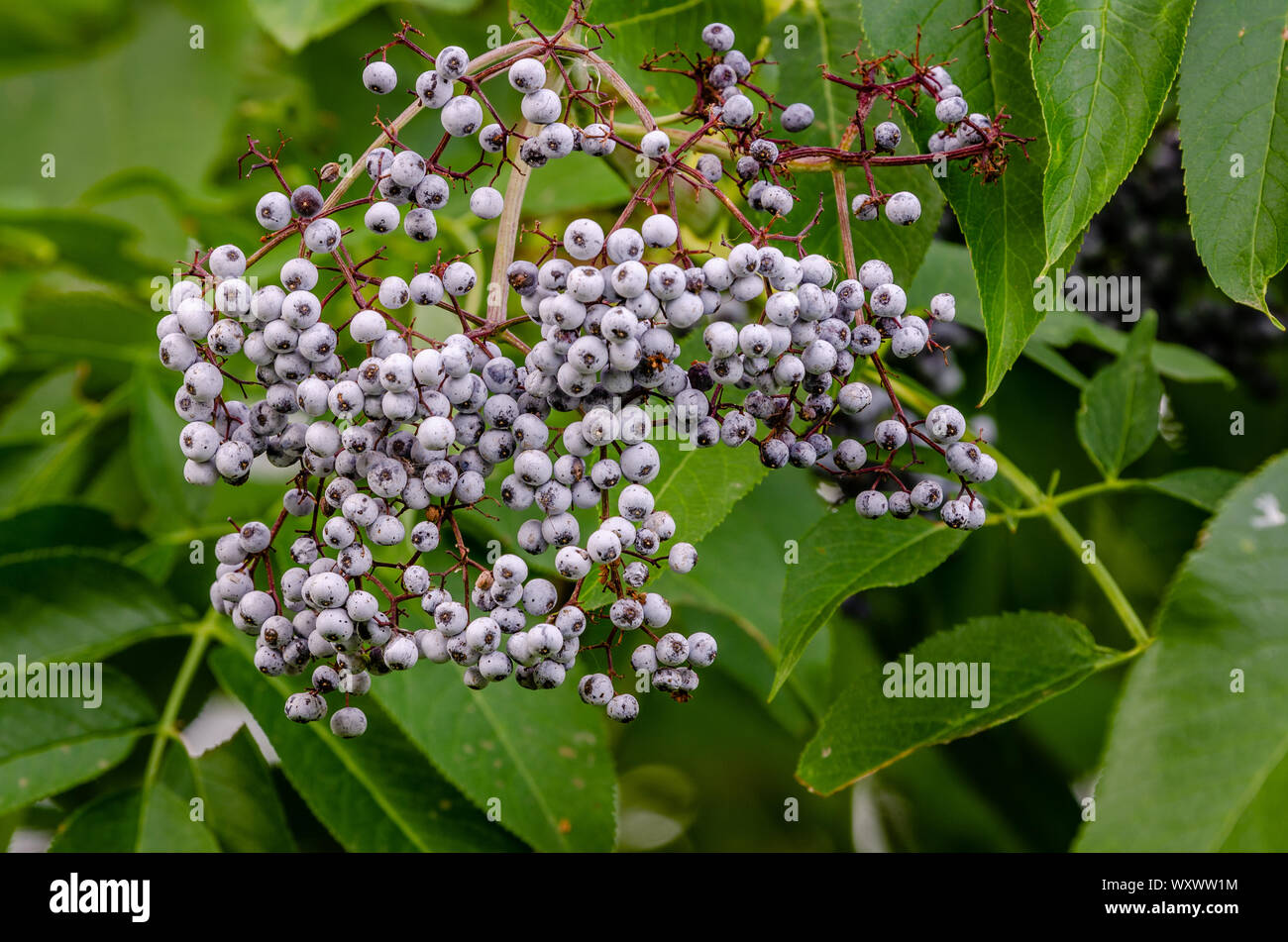 Purple elder tree hi-res stock photography and images - Alamy