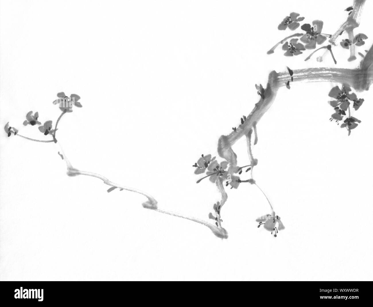 A plum tree branch in bloom. Traditional chinese painting. Ink painting ...