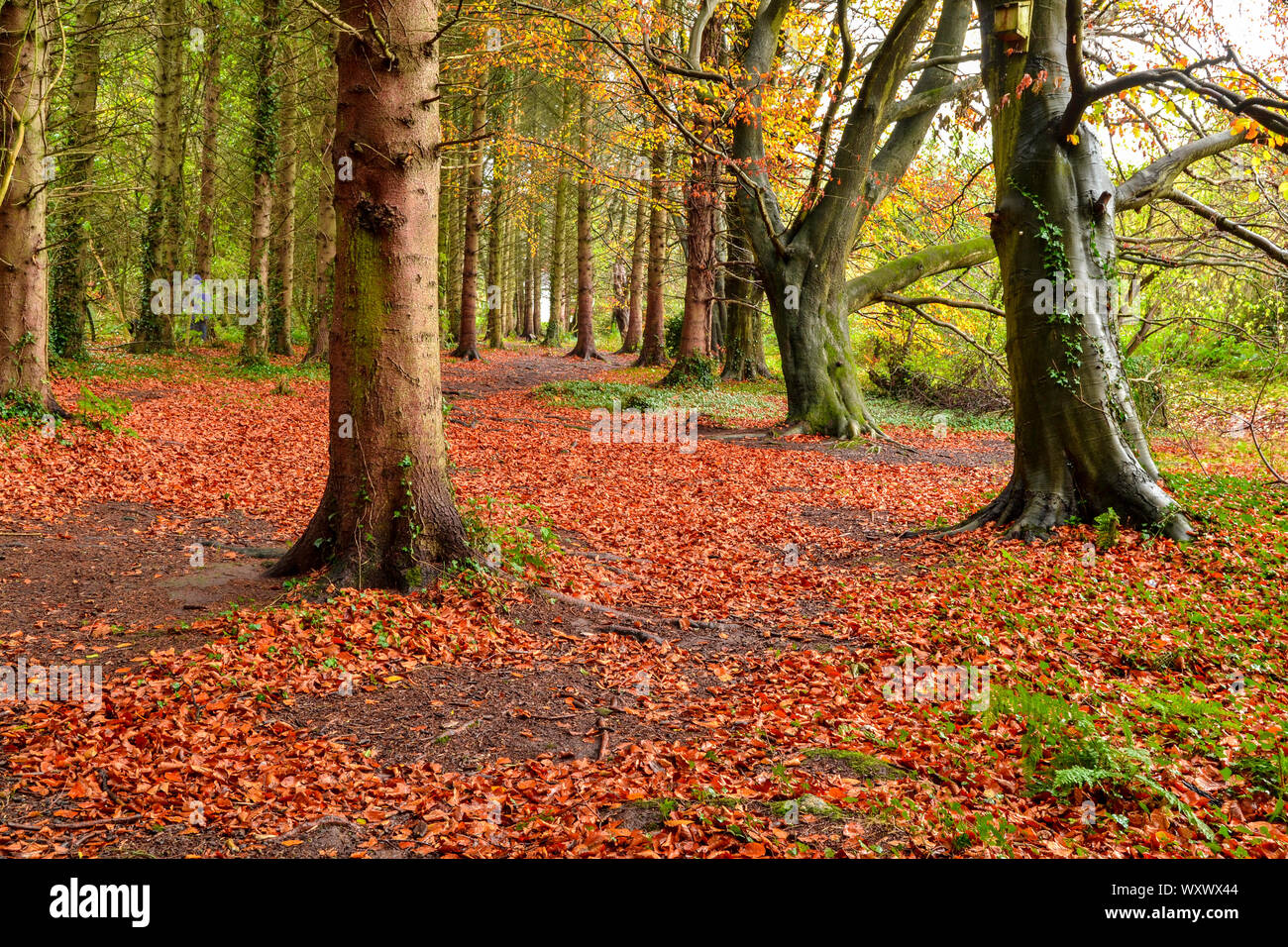 Autumn trees ireland hi-res stock photography and images - Alamy