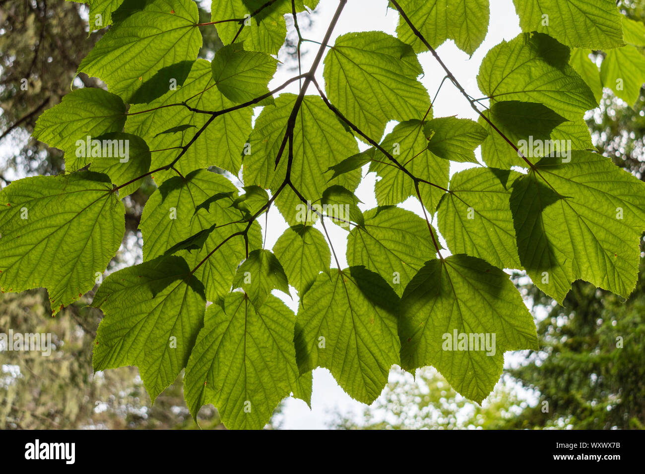 Horizontal leaves background hi-res stock photography and images - Alamy