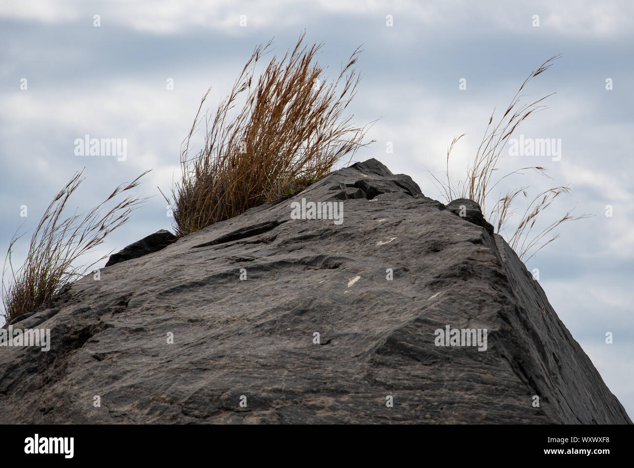 Grass growing on lava rocks hi-res stock photography and images - Alamy