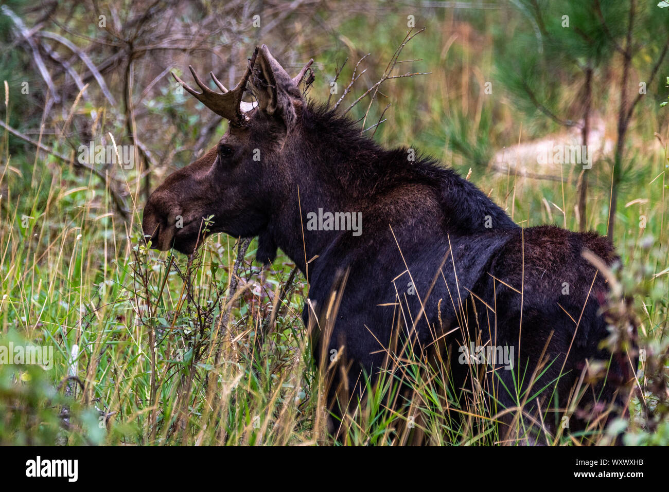 Young bull moose hi-res stock photography and images - Alamy