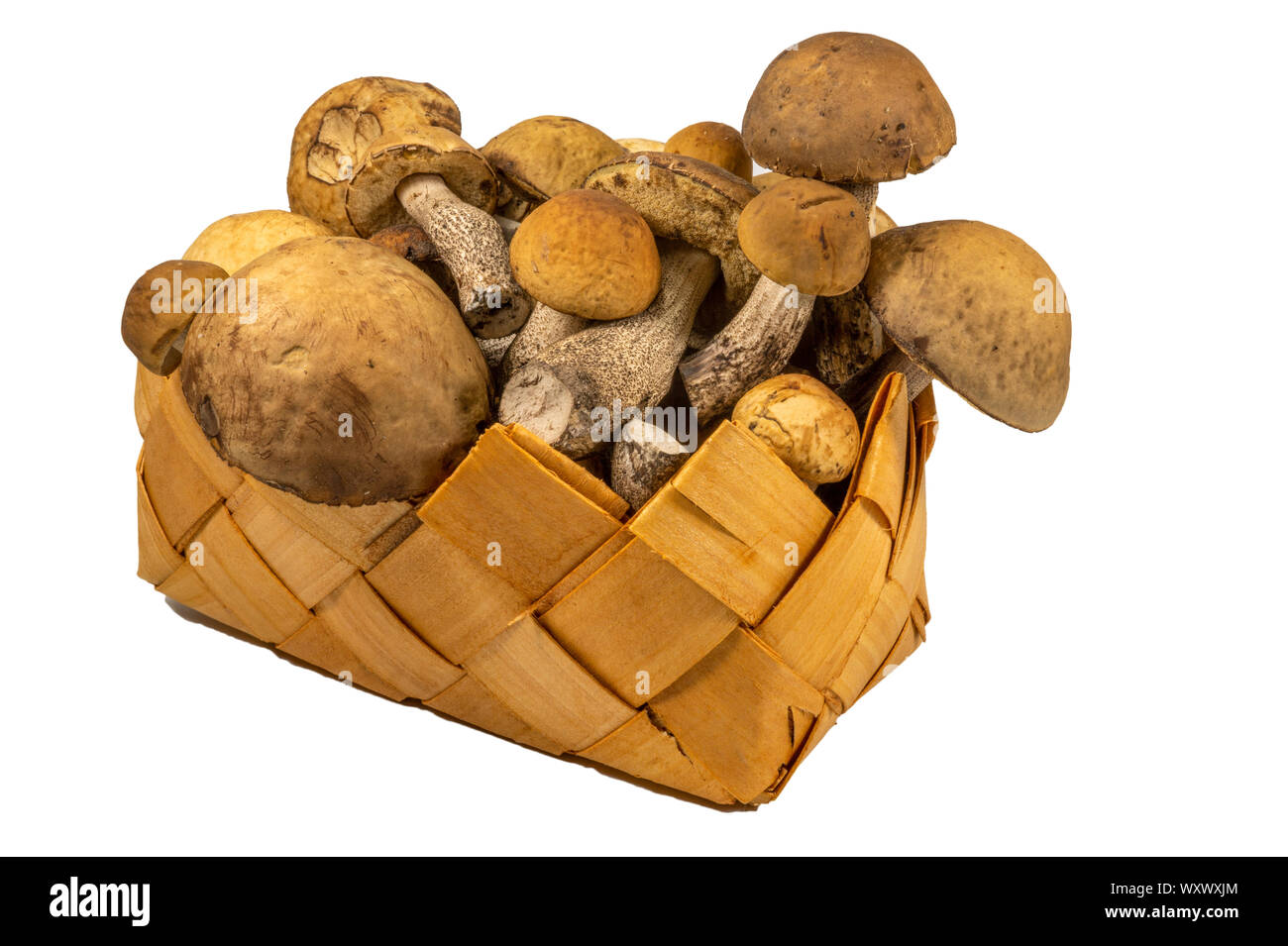 Woven container of small fresh edible Boletus mushrooms or Ceps ...