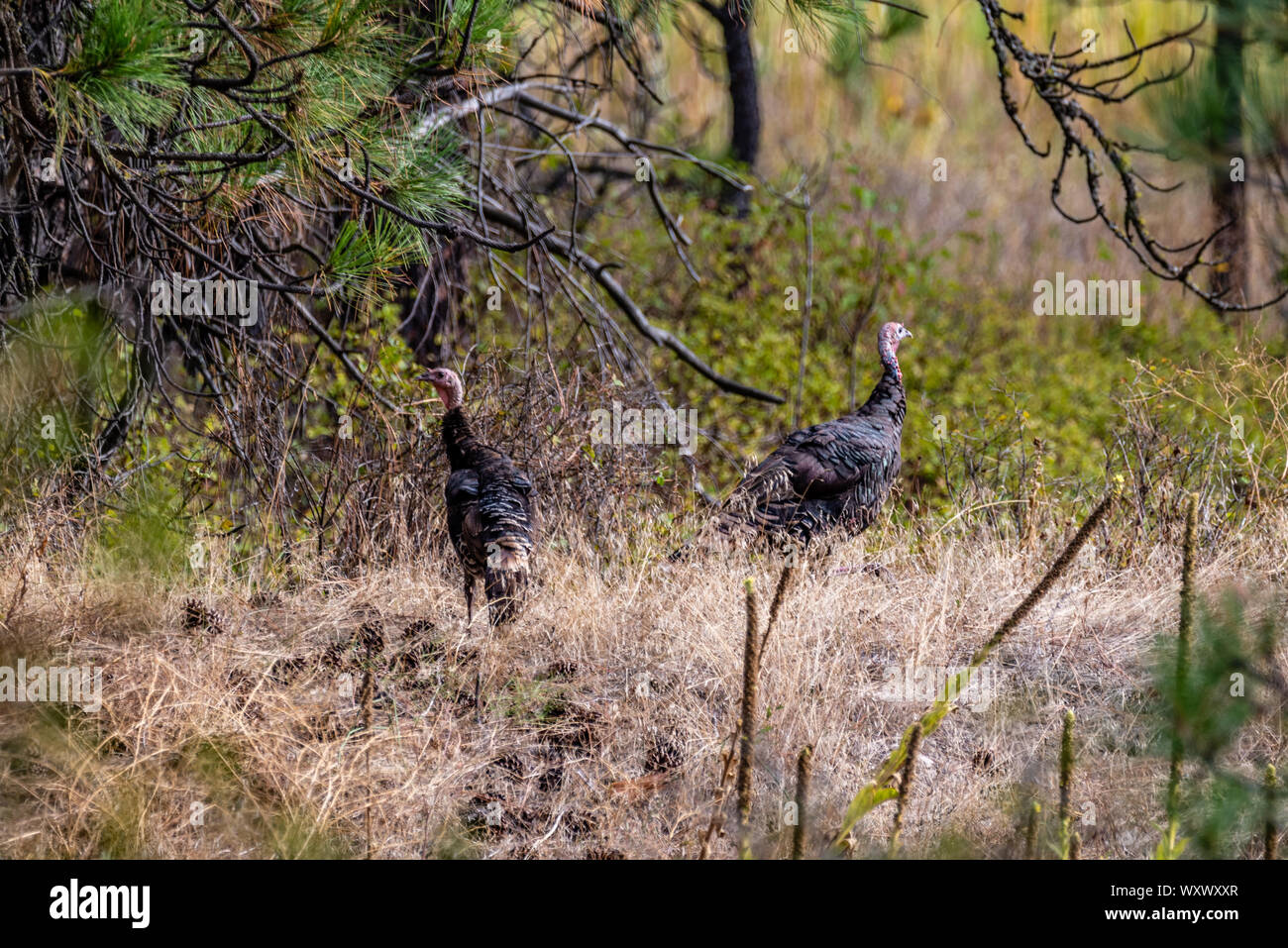 Young turkeys hi-res stock photography and images - Alamy