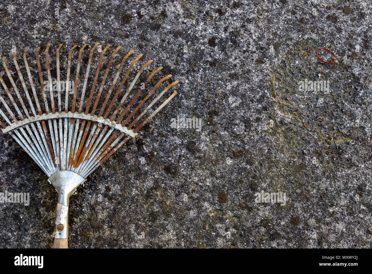 Detail of an old concrete wall covered with lichens, with old rusty ...