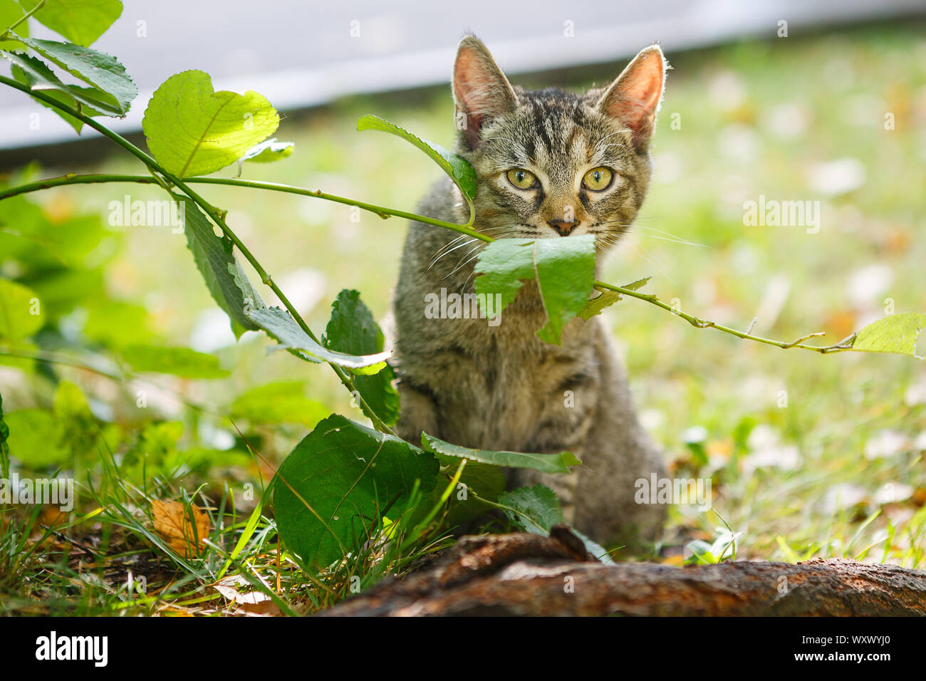 Beautiful, striped gray kitten under a Bush Stock Photo - Alamy