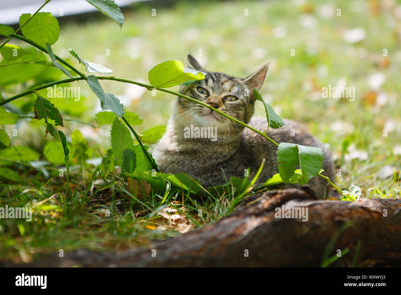Kitten bush hi-res stock photography and images - Alamy