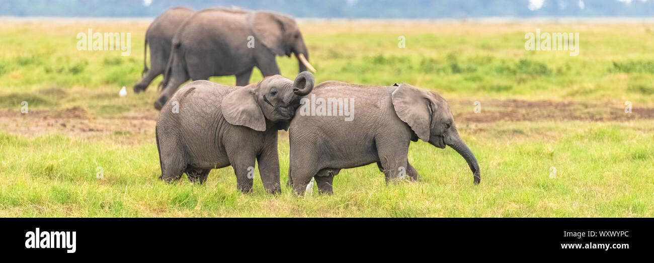 Two young elephants playing together in Africa, cute animals in the ...