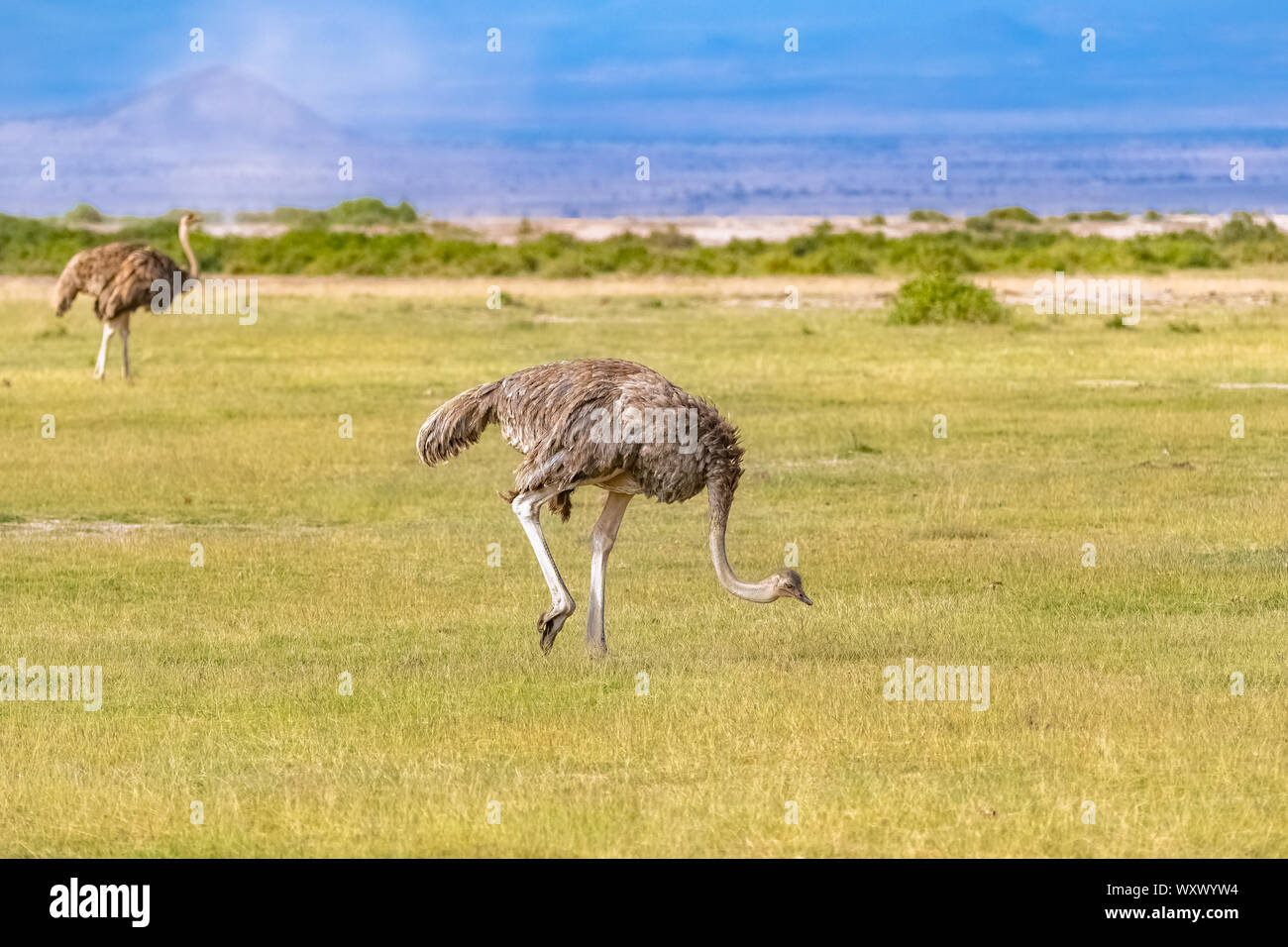Common Ostrich in Africa, Ngorongoro crater, female eating in the ...