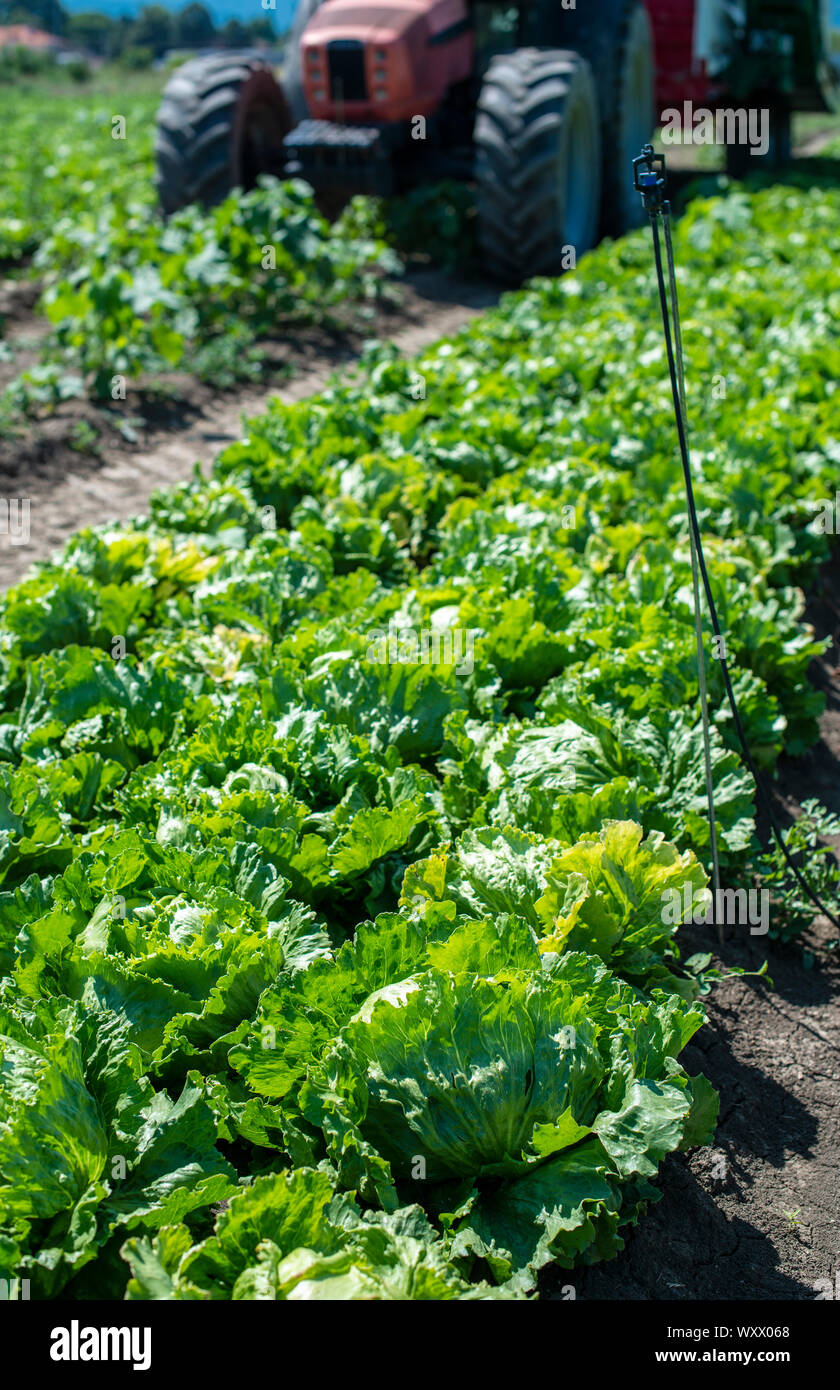 Lettuce iceberg hi-res stock photography and images - Alamy