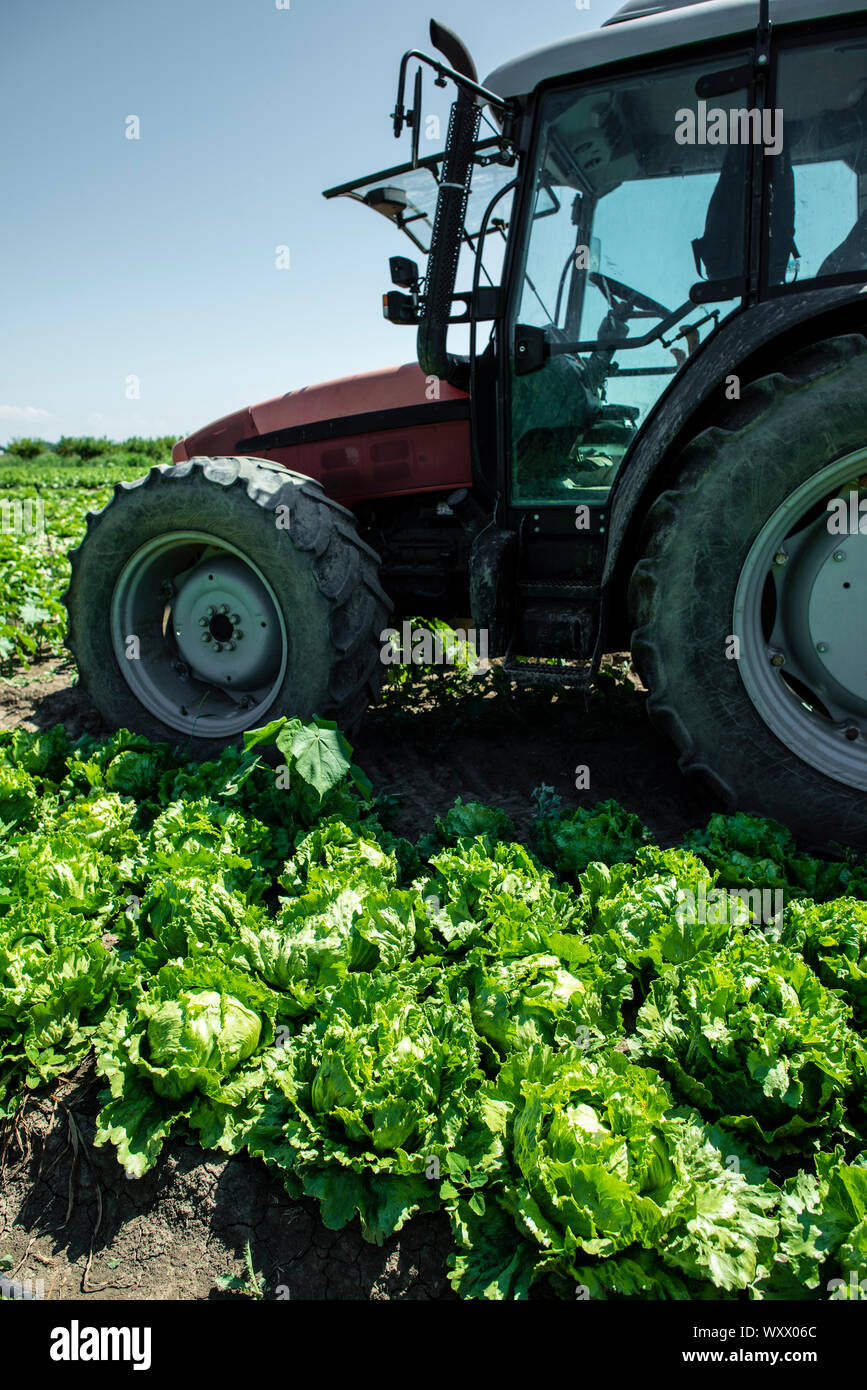 Tractor in lettuce iceberg farm. Harvest Lettuce iceberg on the field ...