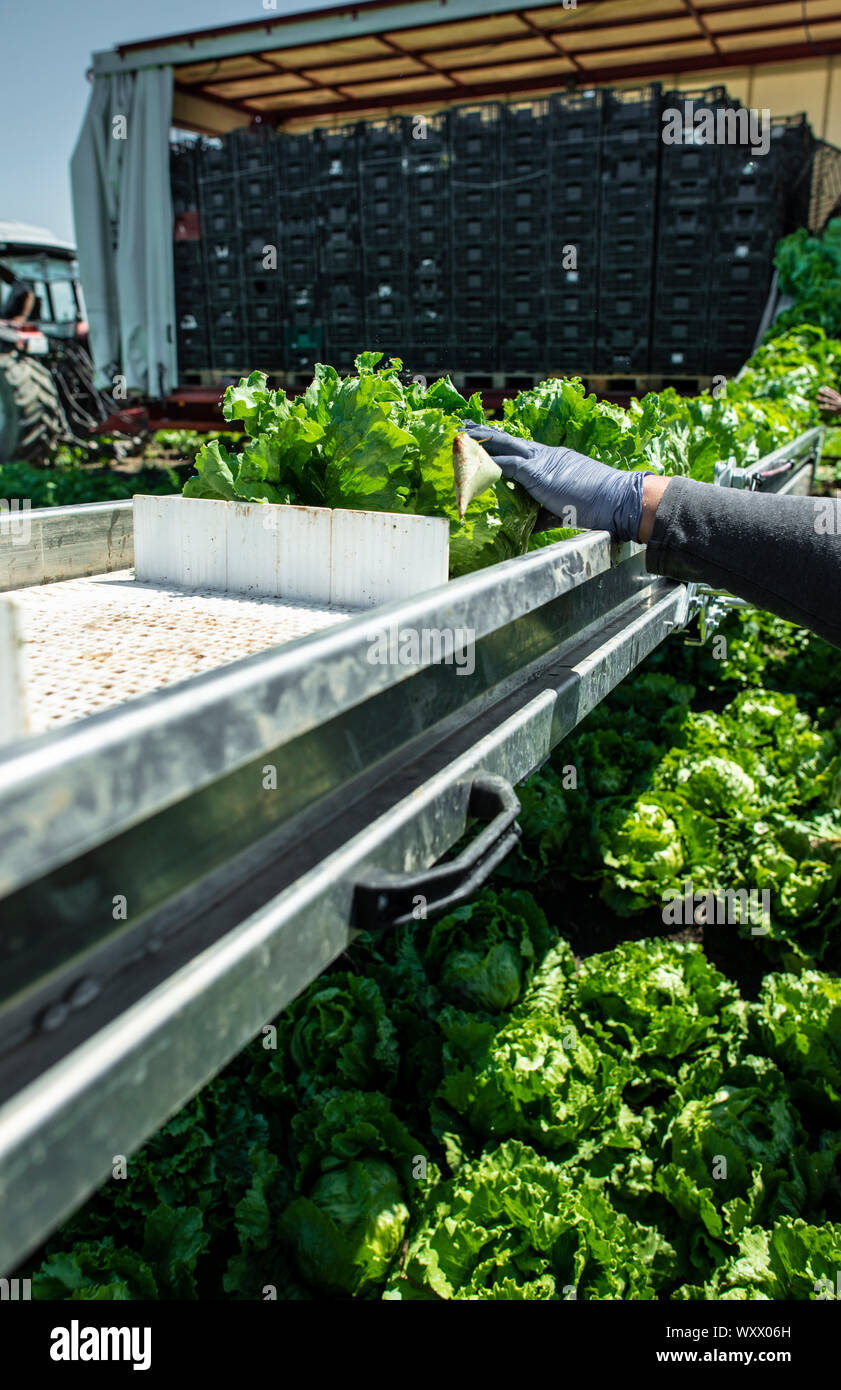 Tractor with production line for harvest lettuce automatically. Lettuce ...
