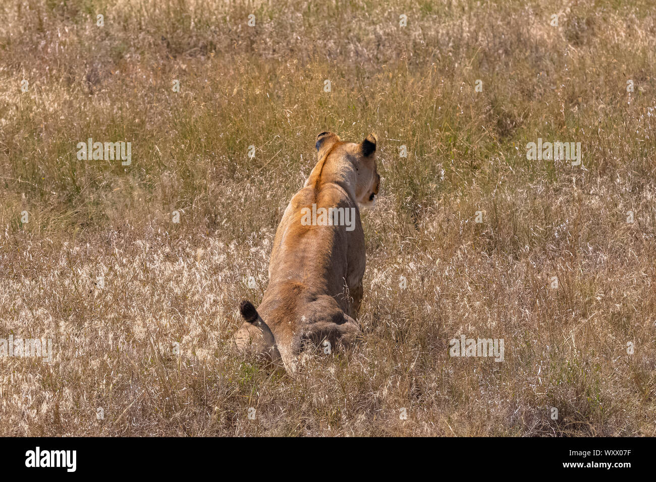 Male lion hunting south africa hi-res stock photography and images - Alamy