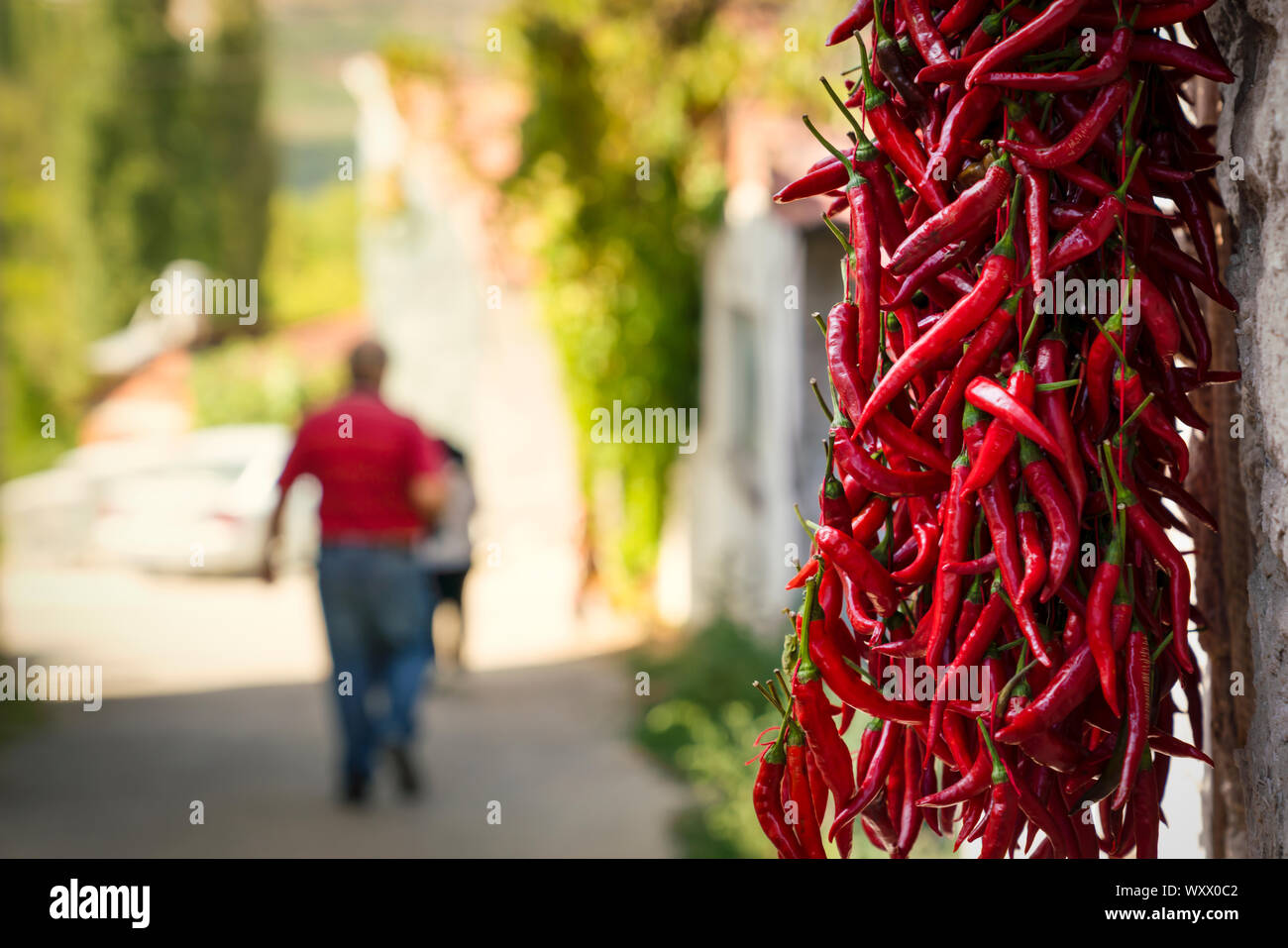 Drying long red pepper with hanging in shadow. An old man walking in ...