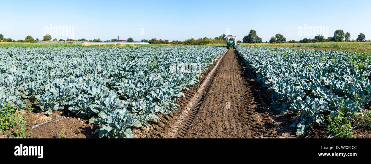 Tractor in broccoli farmland. Big broccoli plantation. Concept for ...