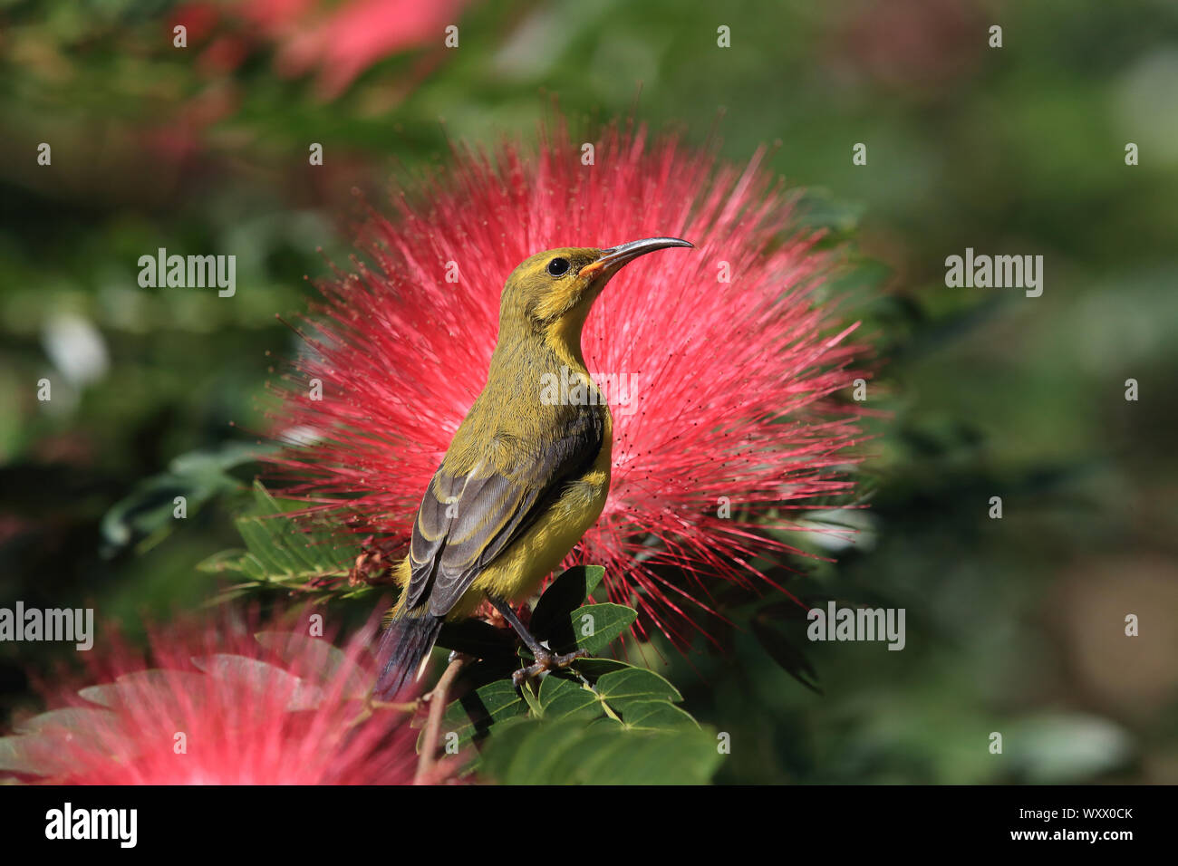 olive-backed sunbird (Cinnyris jugularis) Daintree Rainforest ...