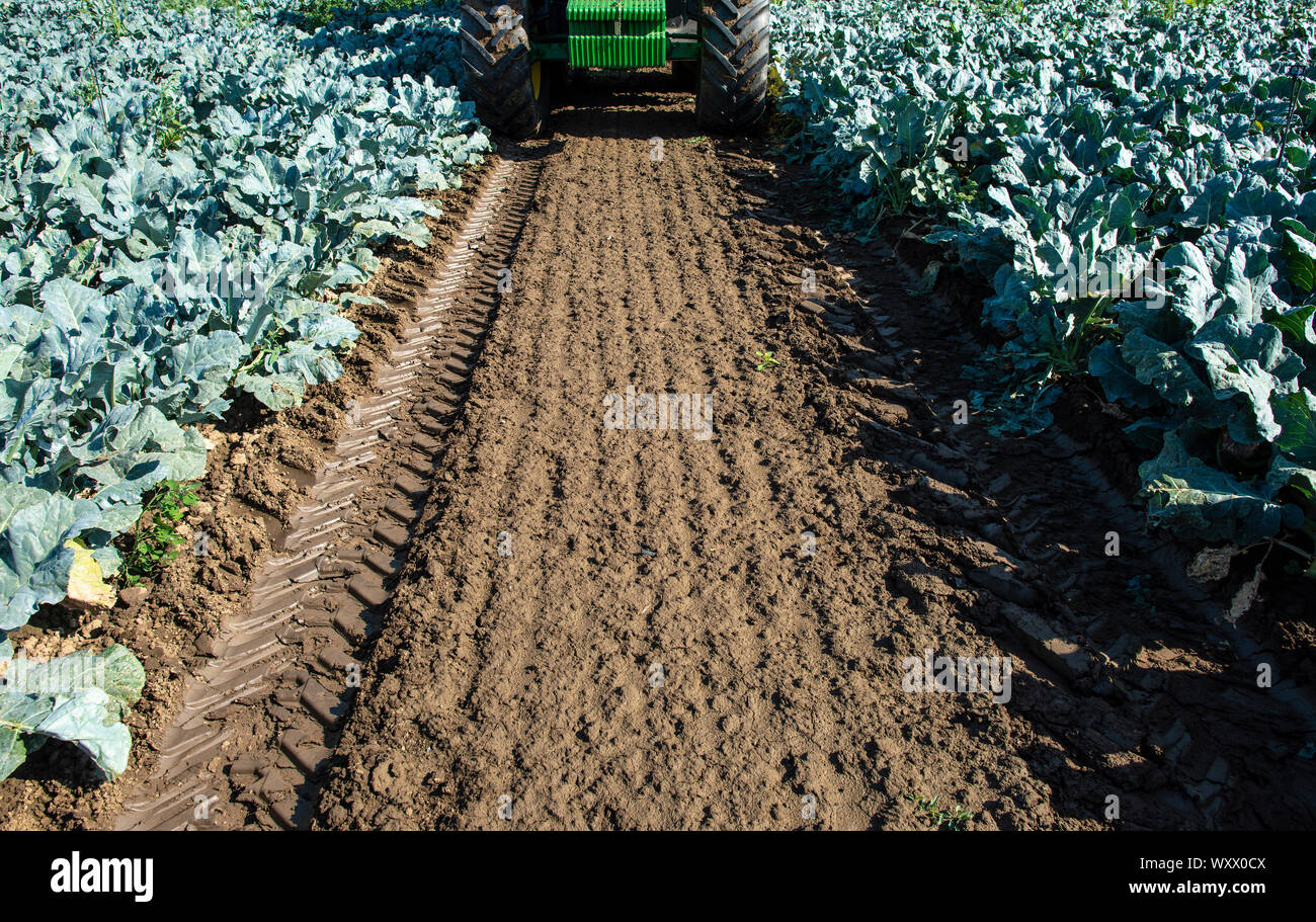 Tractor in broccoli farmland. Big broccoli plantation. Concept for ...