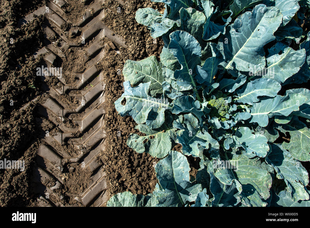 Close up broccoli in a farm. Big broccoli plantation. Concept for ...
