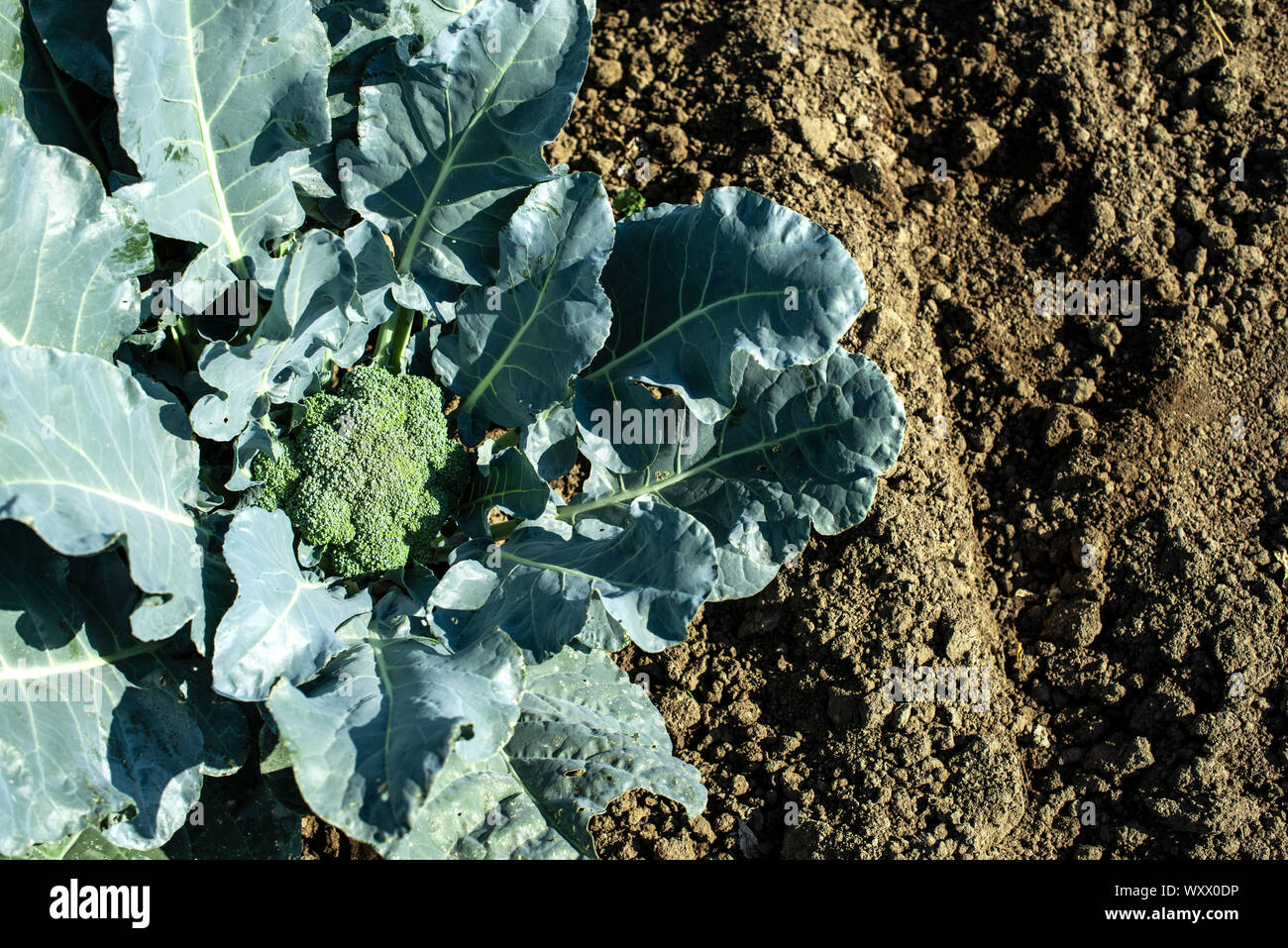 Close up broccoli in a farm. Big broccoli plantation. Concept for ...