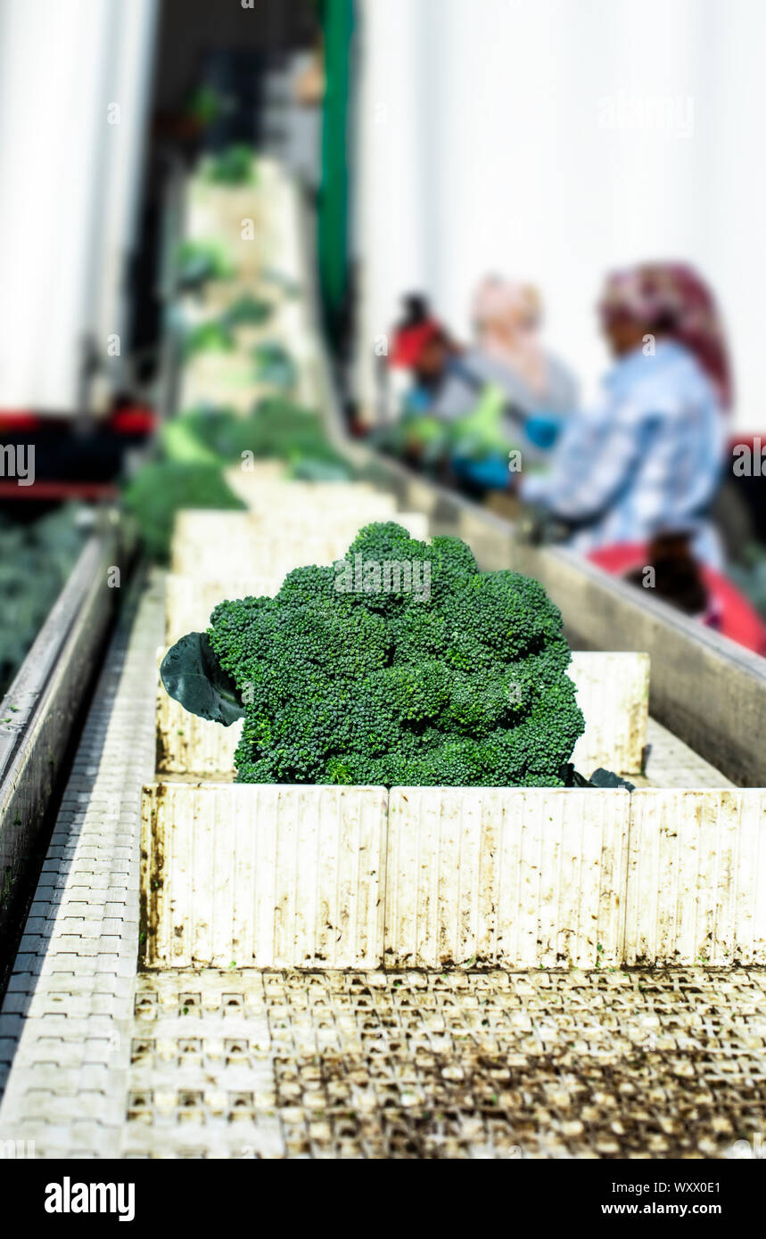 Harvest broccoli in farm with tractor and conveyor. Workers picking ...