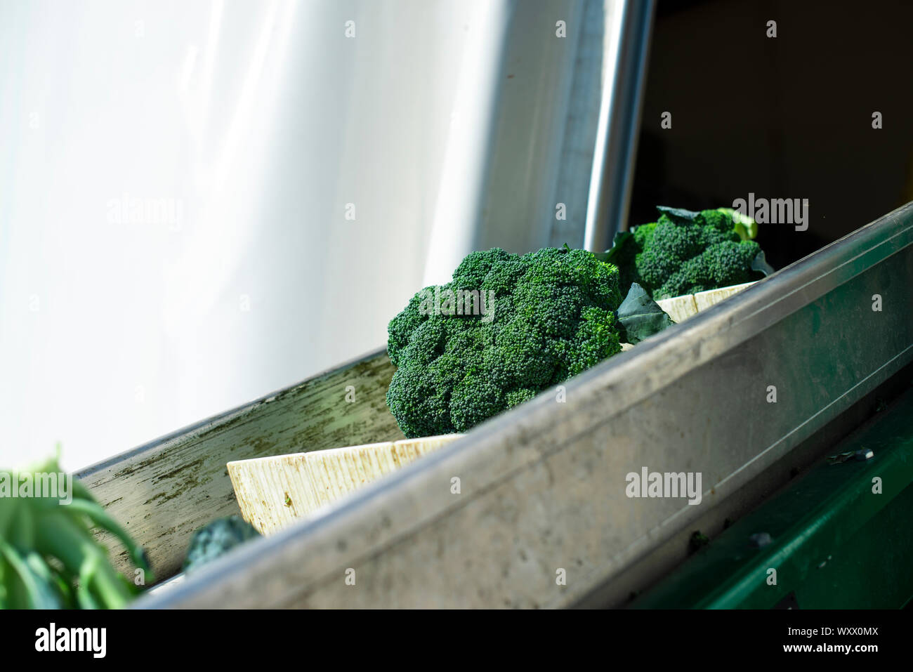 Harvest broccoli in farm with tractor and conveyor. Workers picking ...