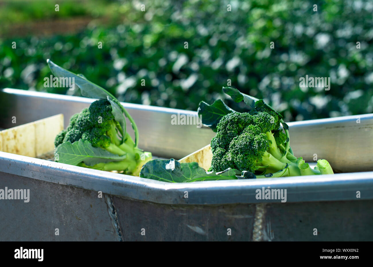 Harvest broccoli in farm with tractor and conveyor. Workers picking ...