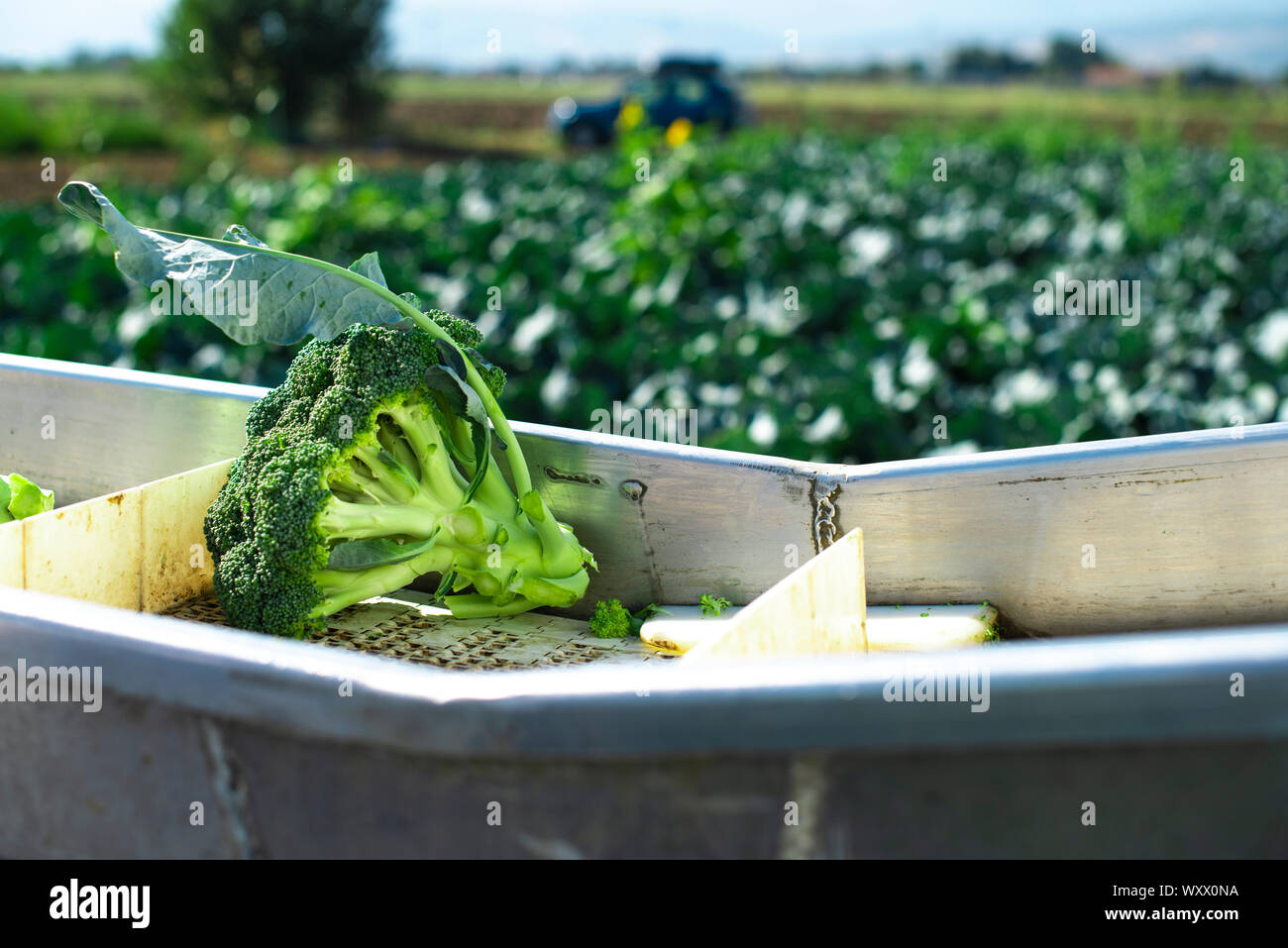 Harvest broccoli in farm with tractor and conveyor. Workers picking ...