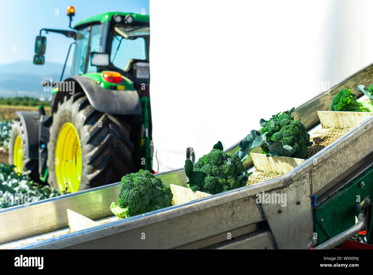 Harvest broccoli in farm with tractor and conveyor. Workers picking ...
