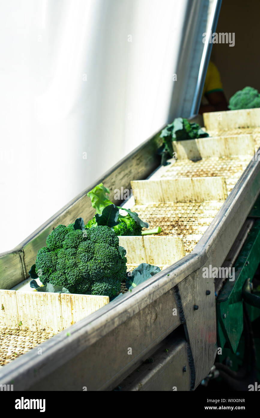 Harvest broccoli in farm with tractor and conveyor. Workers picking ...