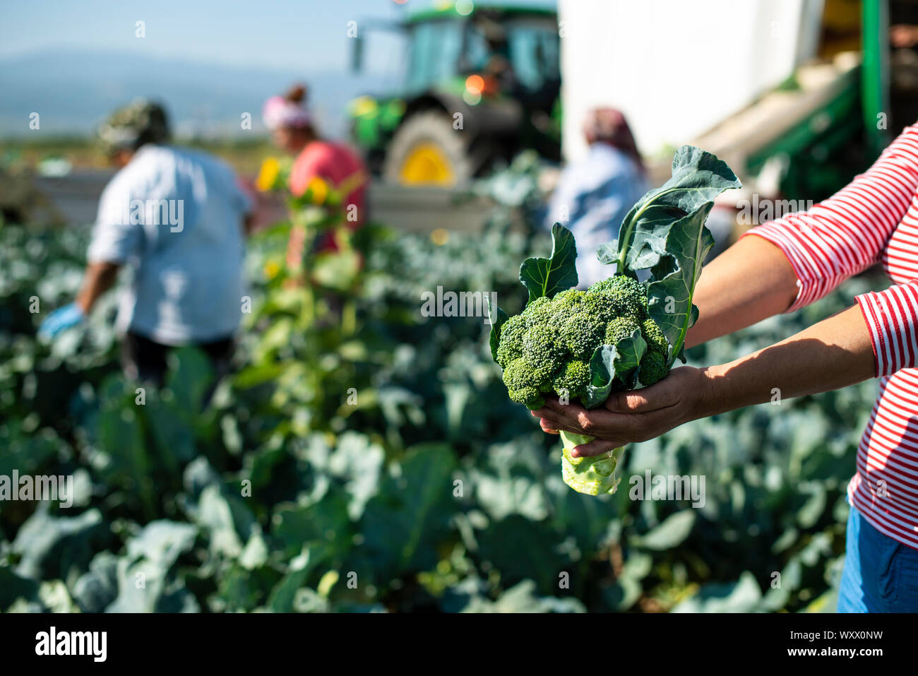 Worker shows broccoli on plantation. Picking broccoli. Tractor and ...