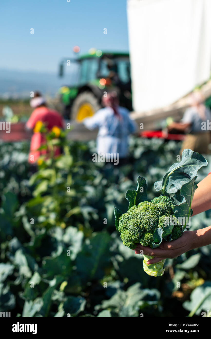 Worker shows broccoli on plantation. Picking broccoli. Tractor and ...