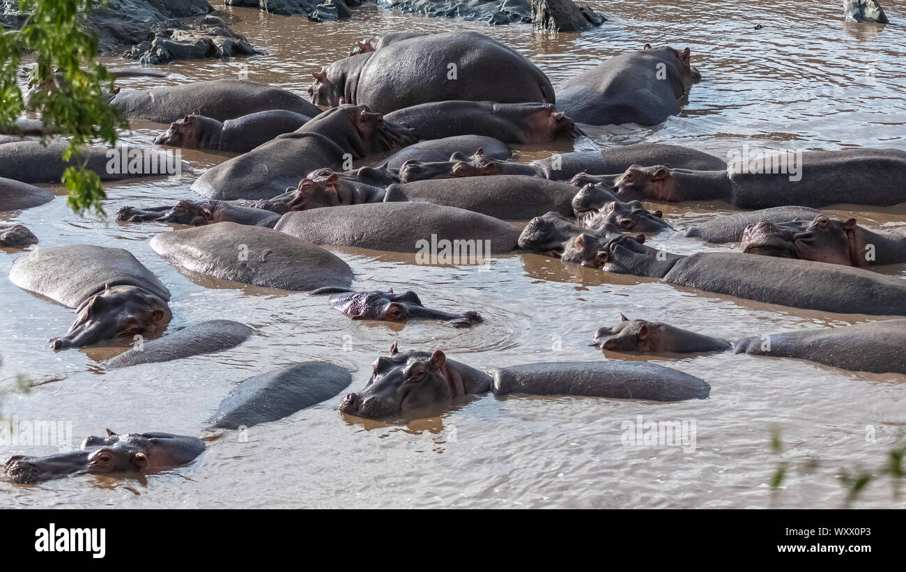 Dirty hippo river hi-res stock photography and images - Alamy