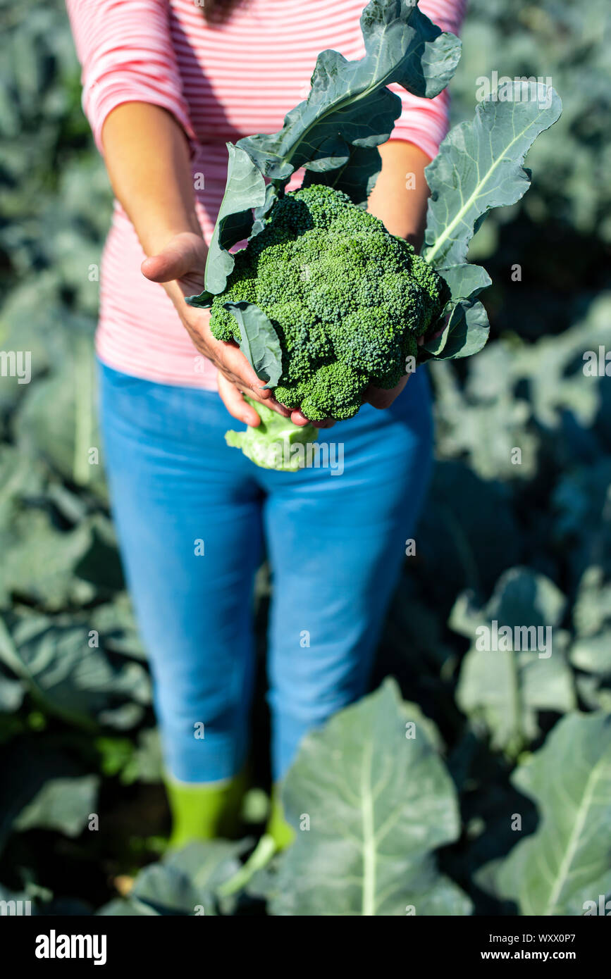 Worker shows broccoli on plantation. Picking broccoli. Tractor and ...