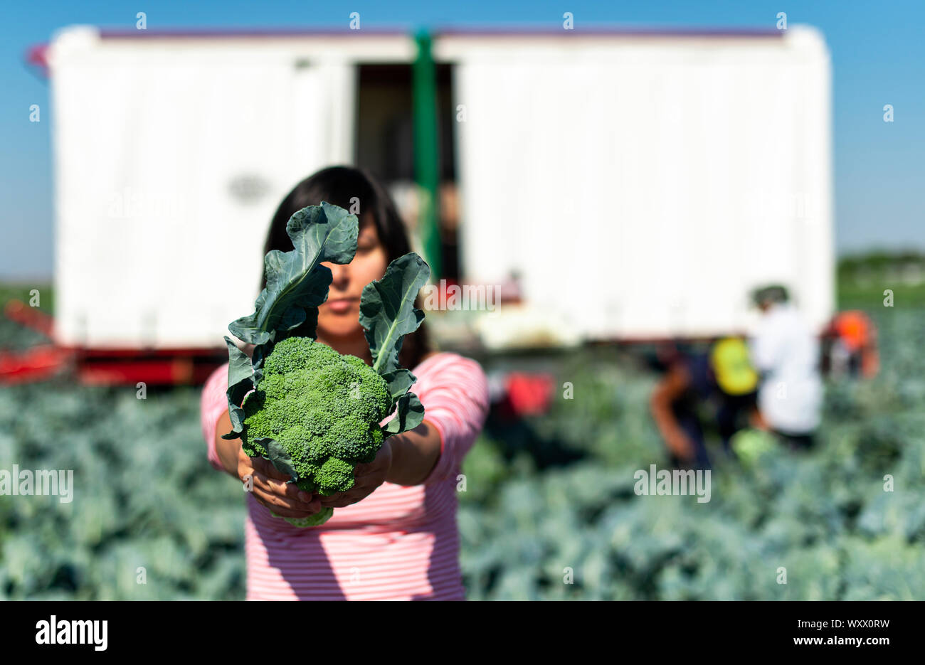 Worker shows broccoli on plantation. Picking broccoli. Tractor and ...