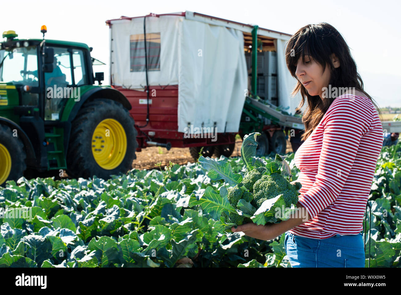 Worker shows broccoli on plantation. Picking broccoli. Tractor and ...