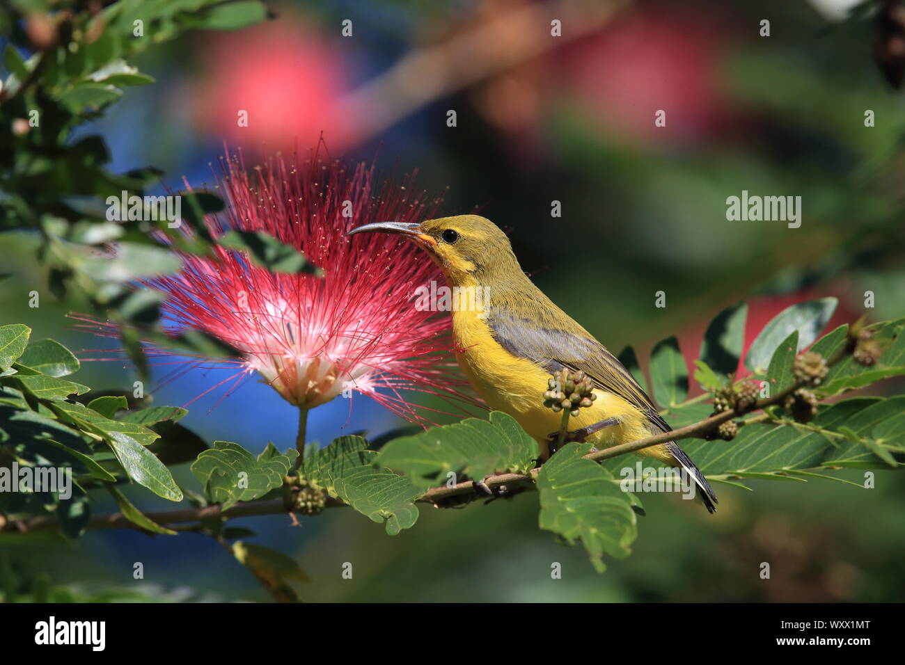 olive-backed sunbird (Cinnyris jugularis) Daintree Rainforest ...