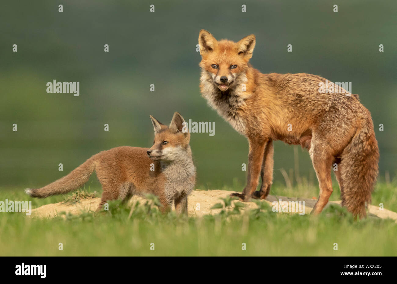 Red fox (Vulpes vulpes) vixen and cub near the earth, England Stock ...