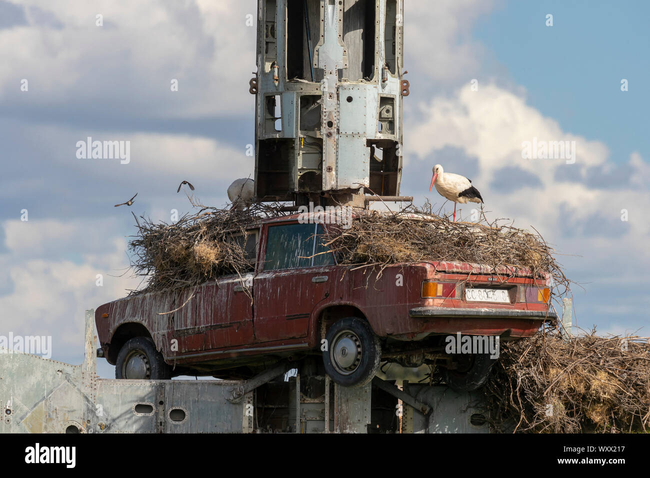 White Stork (Ciconia ciconia) nesting on top of an old car, Spain Stock ...
