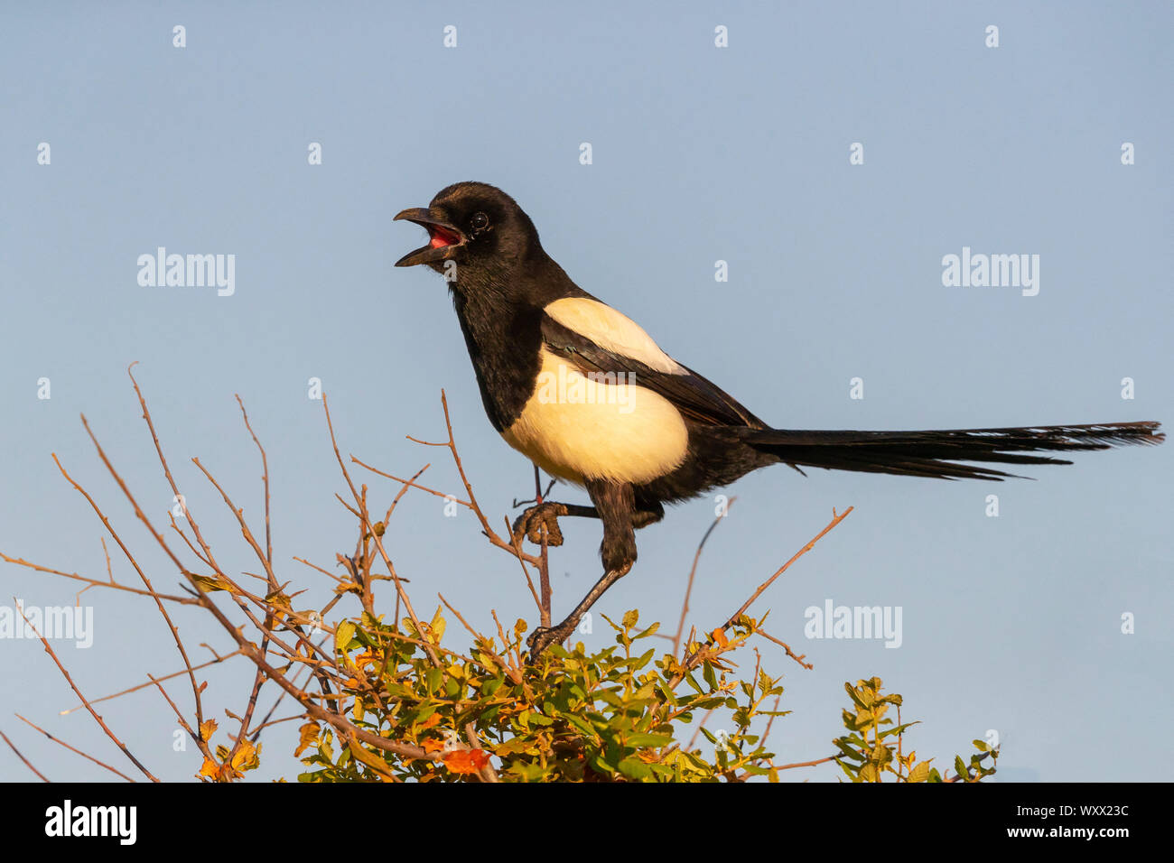 Magpie (Pica pica) calling on top of a tree, Spain Stock Photo - Alamy