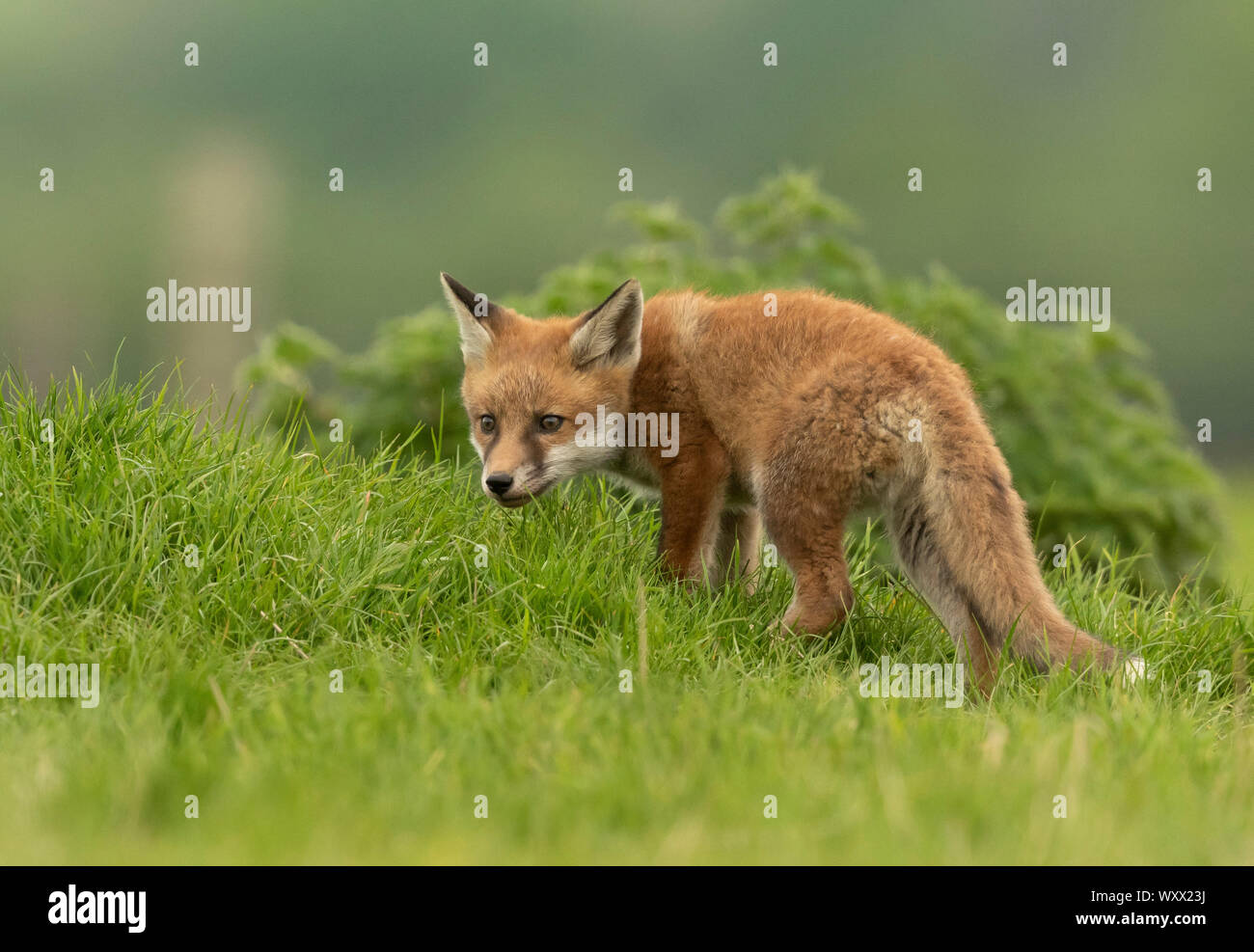 Red fox (Vulpes vulpes) standing in a meadow, England Stock Photo - Alamy