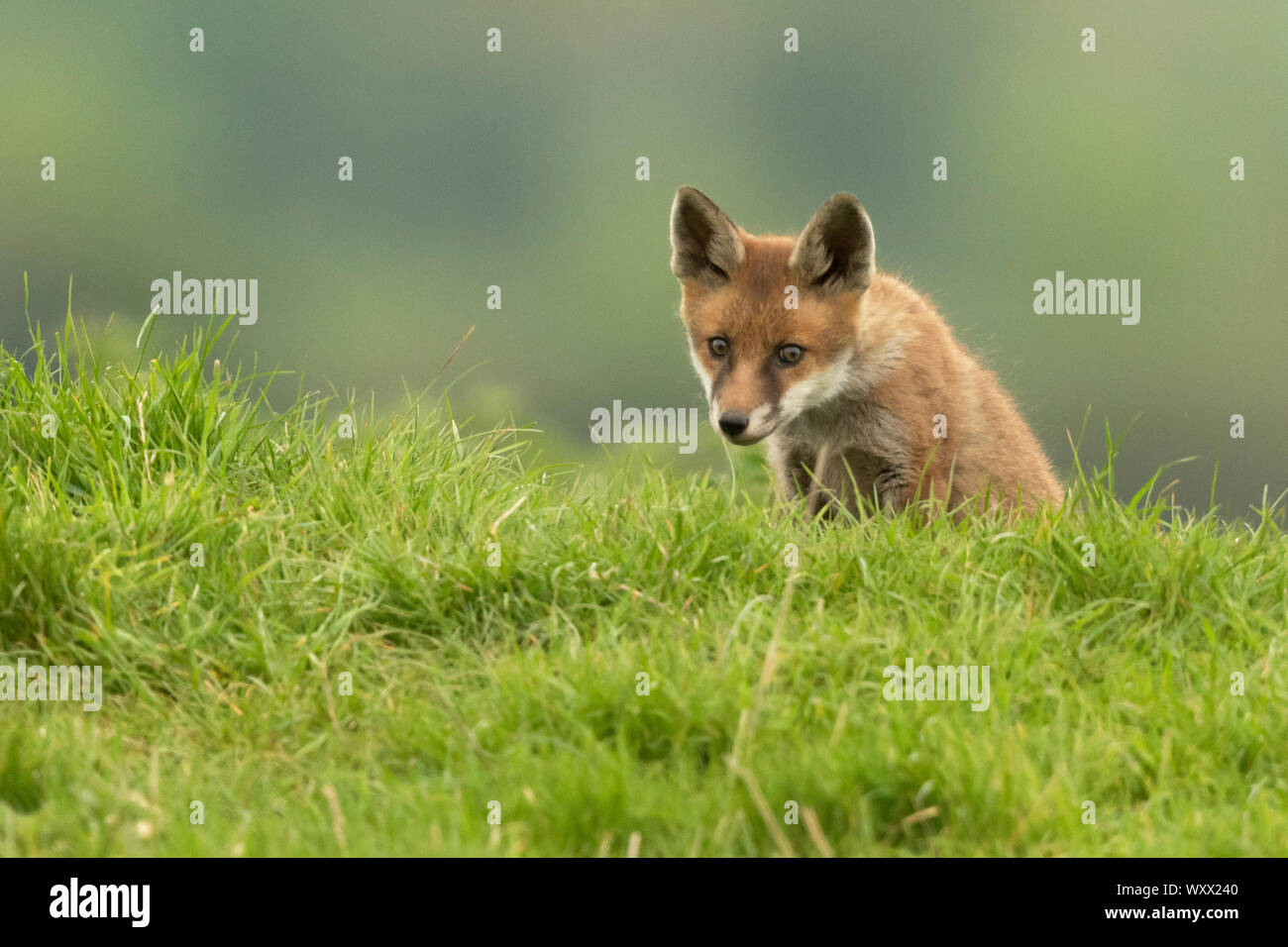 Red fox (Vulpes vulpes) standing in a meadow, England Stock Photo - Alamy