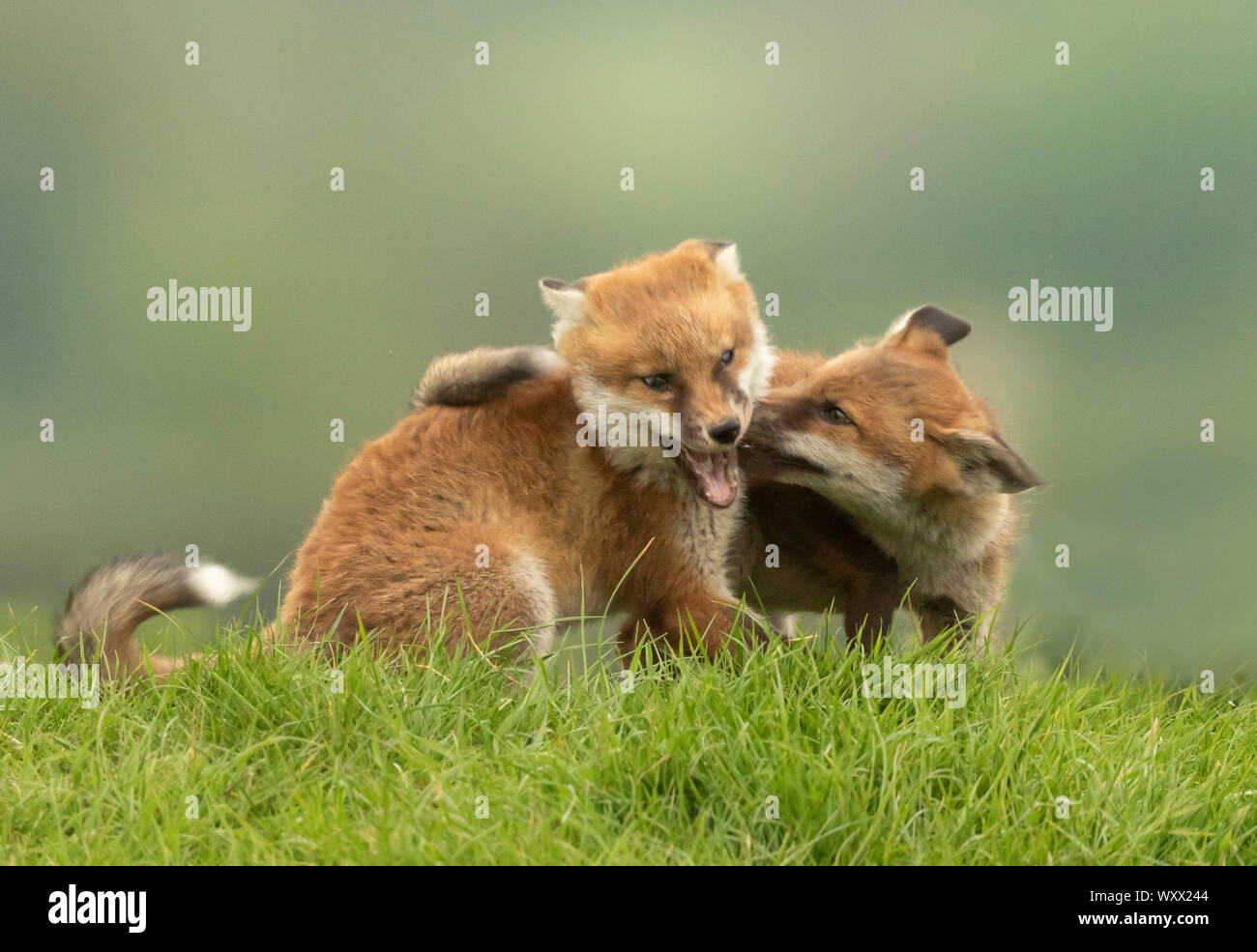 Red fox (Vulpes vulpes) cub fighting, England Stock Photo - Alamy