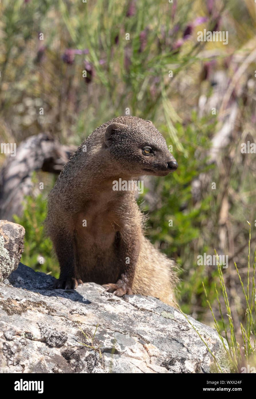 Egyptian mongoose herpestes ichneumon hi-res stock photography and ...